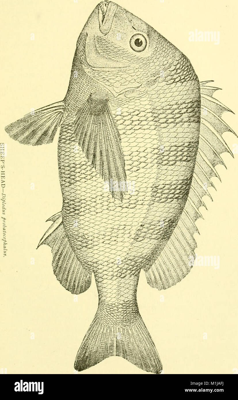 This 1892 book details the habits, habitats, and characteristics of ...