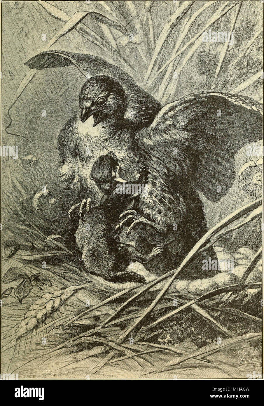 *Animals in Action* (1901) presents a collection of studies and stories ...