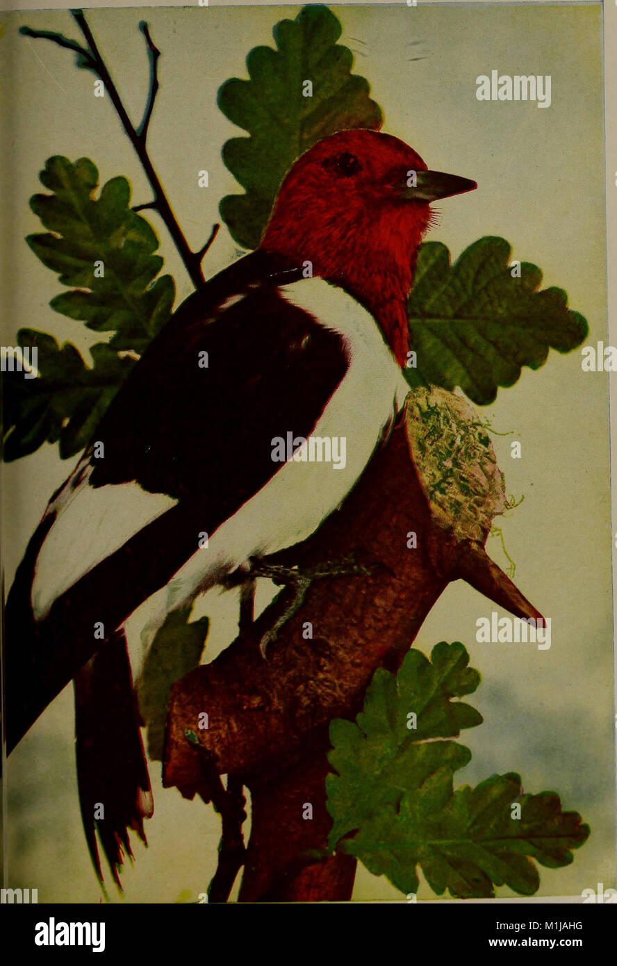 The *Alabama Bird Day Book* (1918) is a resource dedicated to the study ...