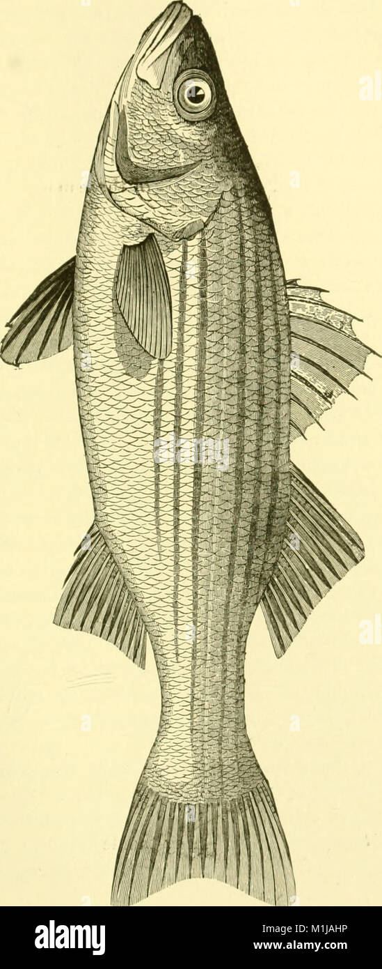 This 1892 work focuses on American game fishes, detailing their habits ...