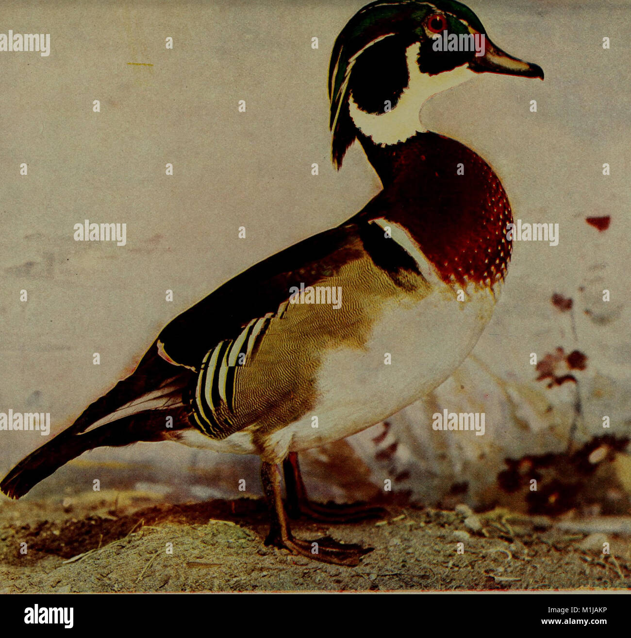 The 'Alabama Bird Day Book' (1913) offers a guide to Alabamaâ€™s bird ...