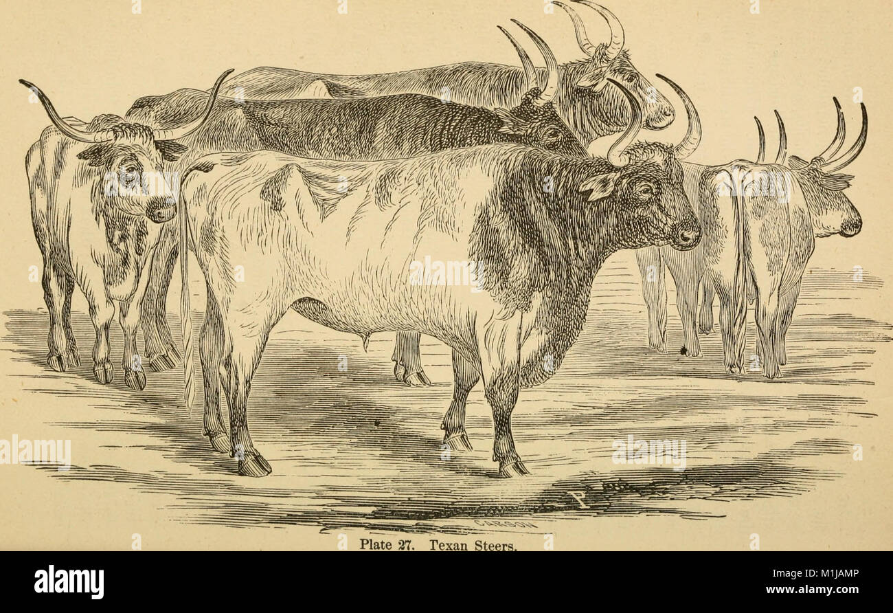'American Cattle: Their History, Breeding, and Management' (1868 ...