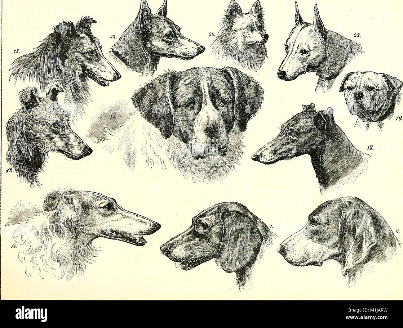 *All About Animals* (1900) offers a collection of interesting facts ...