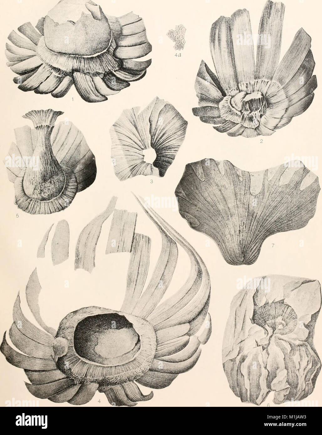 American fossil cycads (1906) (17526925673 Stock Photo - Alamy