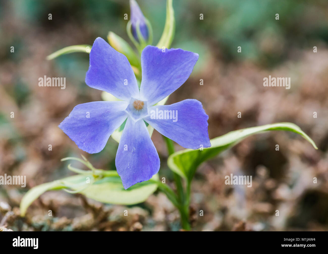 Periwinkle flower hi-res stock photography and images - Alamy
