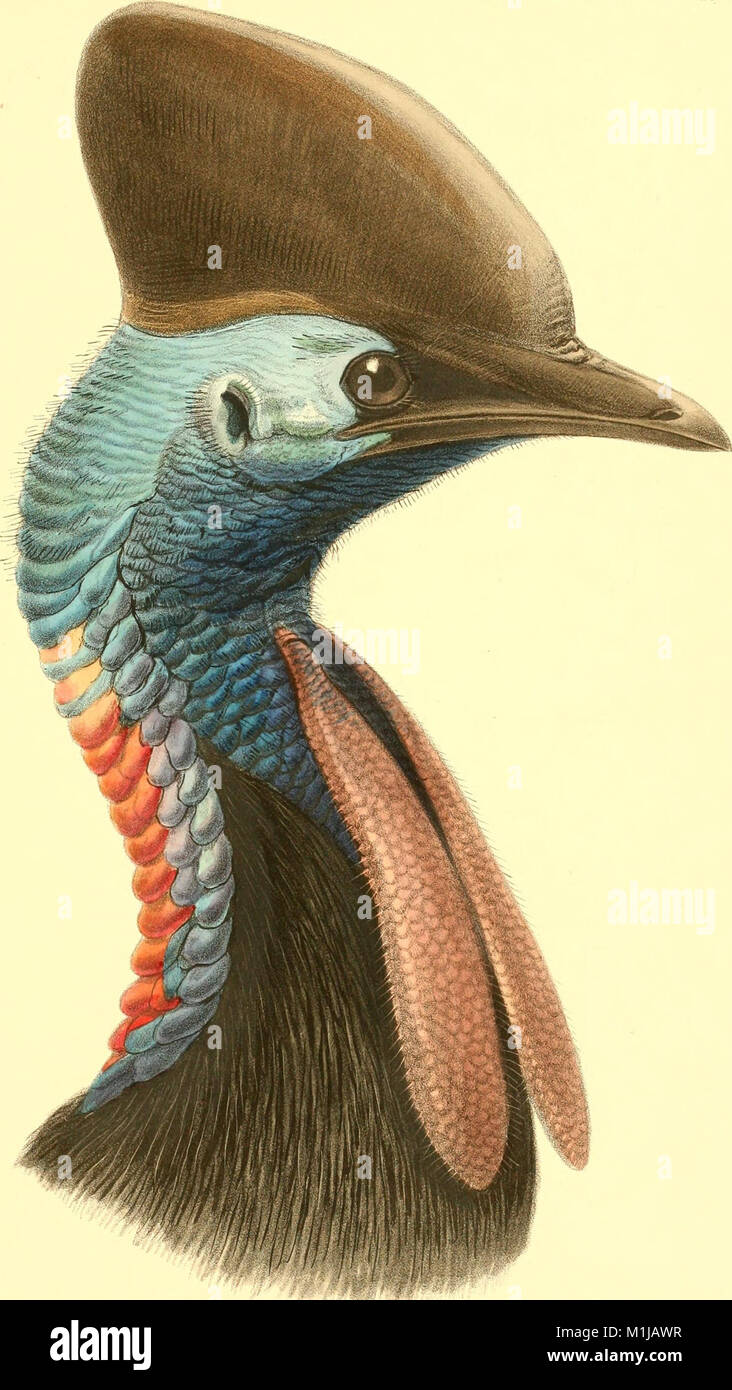A monograph of the genus Casuarius (1900) (14750274162 Stock Photo - Alamy