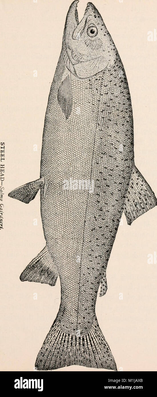 This 1892 guide provides insights into American game fish species ...