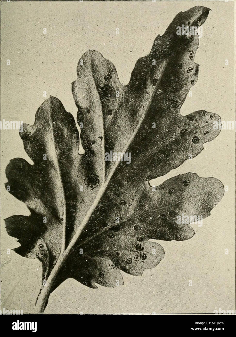 Plant pathogen identification hi-res stock photography and images - Alamy