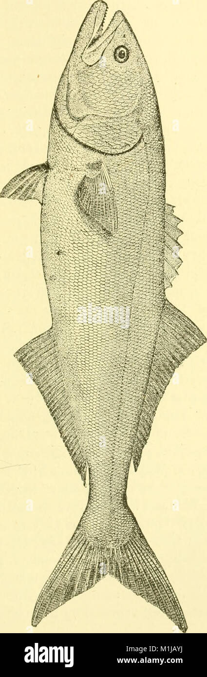 This book explores American game fish species, their habits, habitats ...