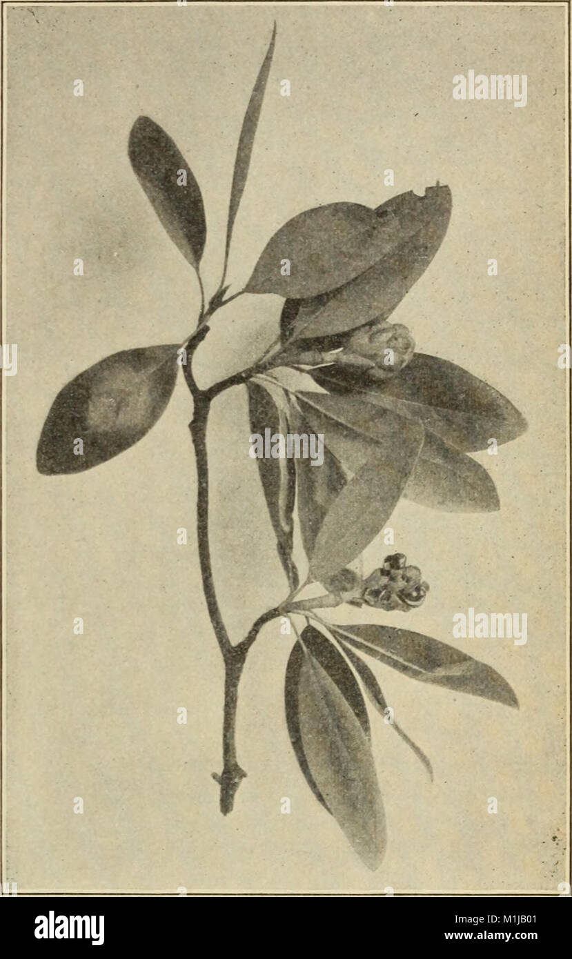 Medicinal barks hi-res stock photography and images - Alamy