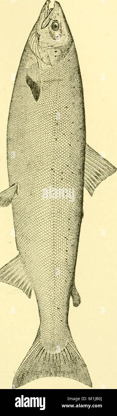 American game fishes; their habits, habitat, and peculiarities; how ...