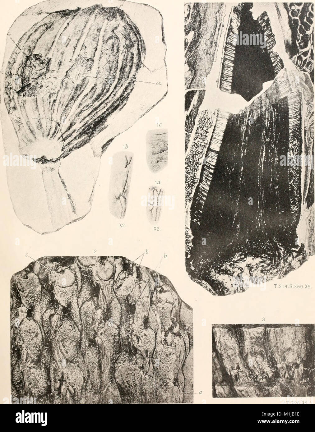 American fossil cycads (1906) (18121009236 Stock Photo - Alamy