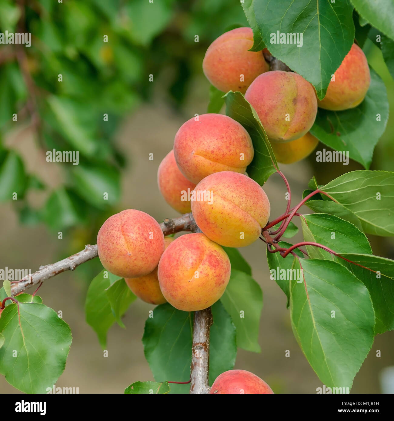 199f hrm 2017 12 0368 hi-res stock photography and images - Alamy