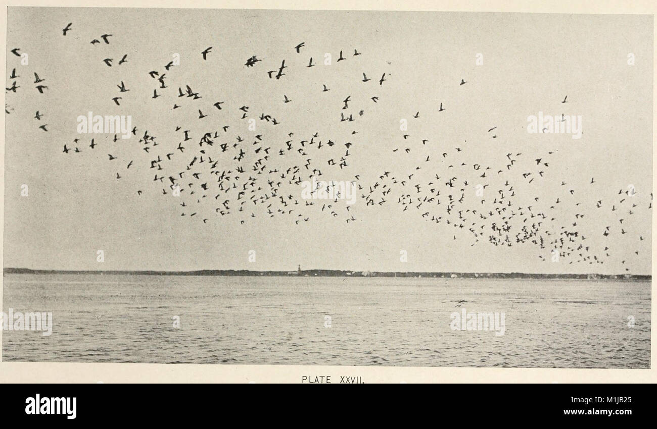 A history of the game birds, wild-fowl and shore birds of Massachusetts ...