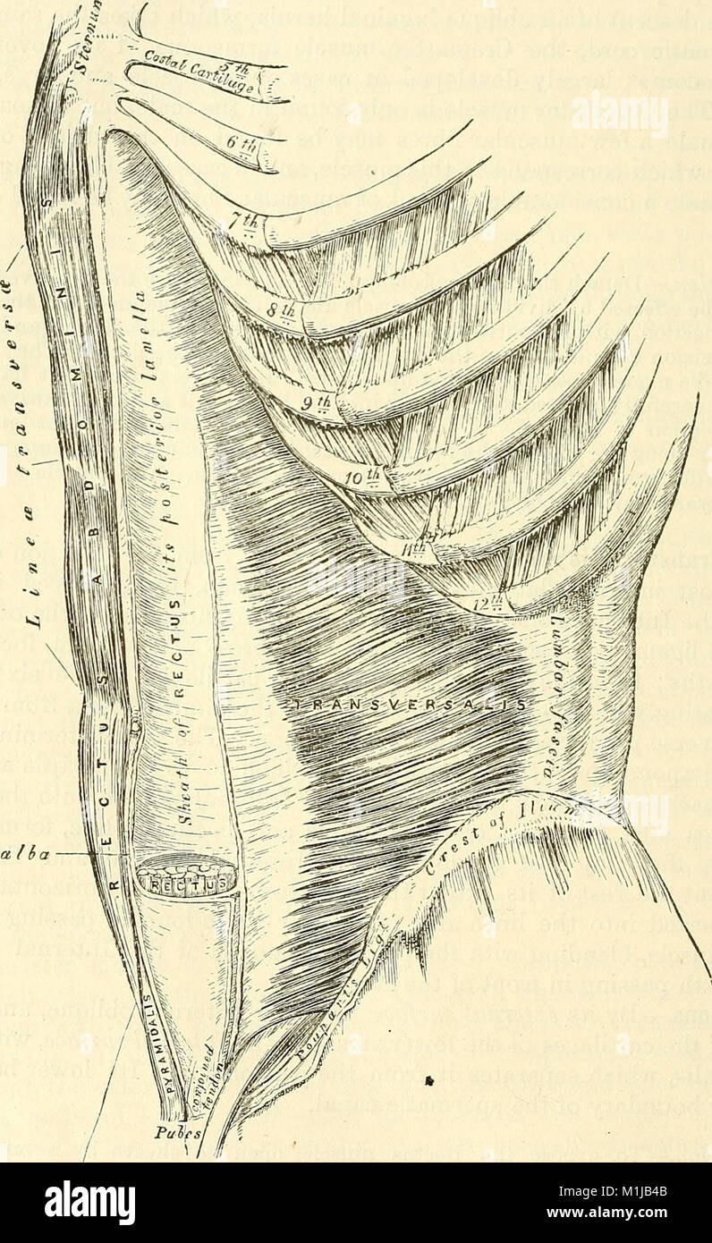 Anatomy, descriptive and surgical (1897) (14784770333 Stock Photo - Alamy