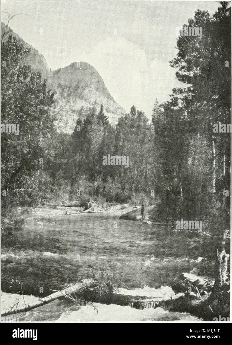 'American Forestry' (1910-1923) explores the development of forest ...