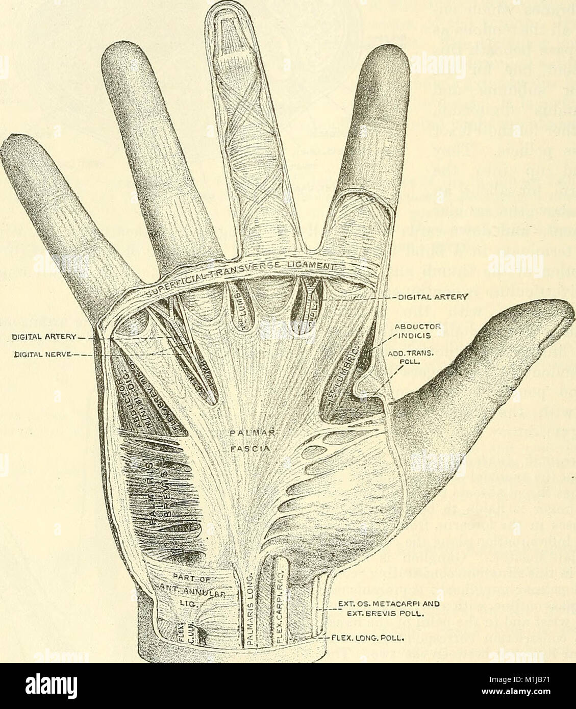 Anatomy, descriptive and surgical (1897) (14761750331 Stock Photo - Alamy
