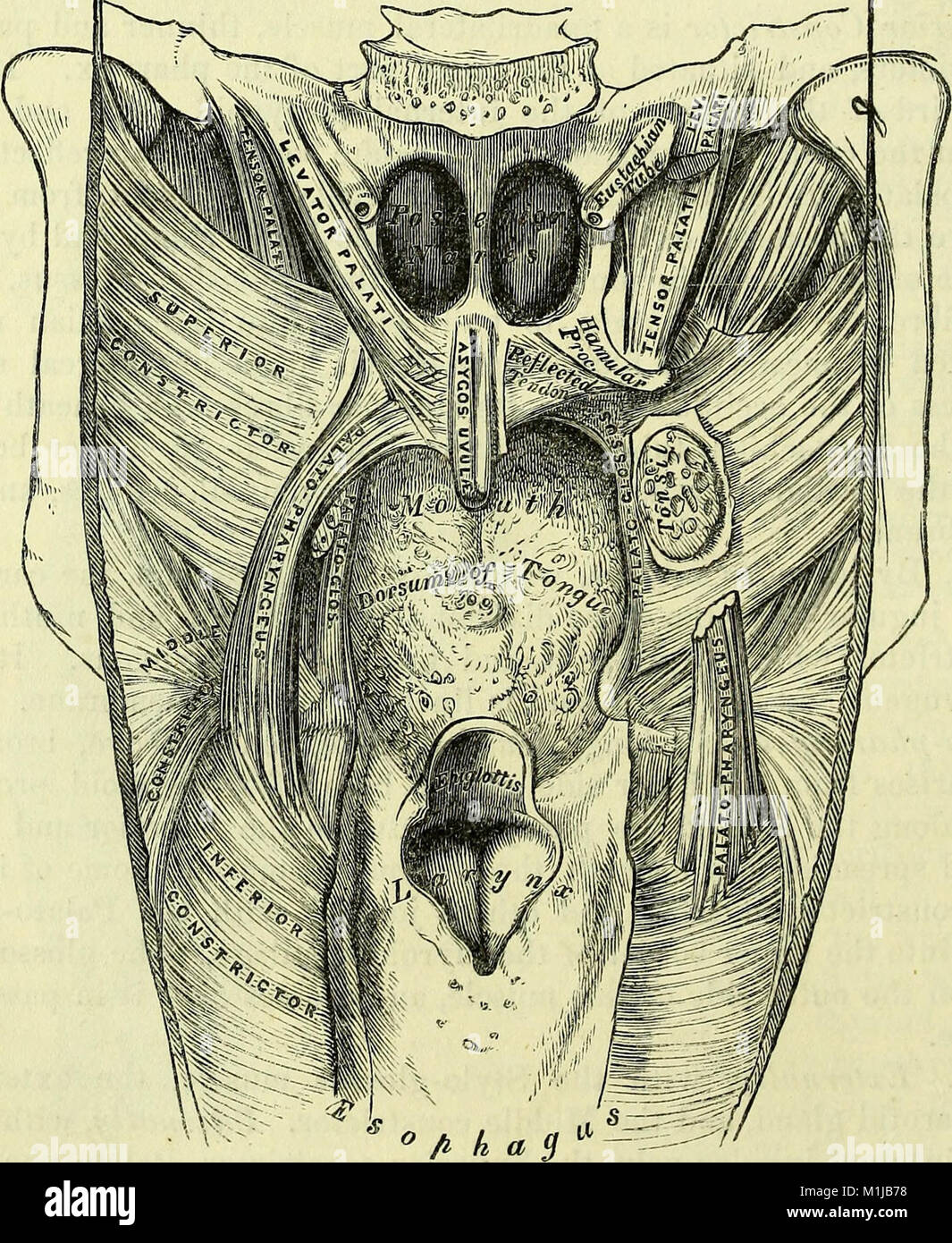 This 1860 work on anatomy provides detailed descriptions of human ...