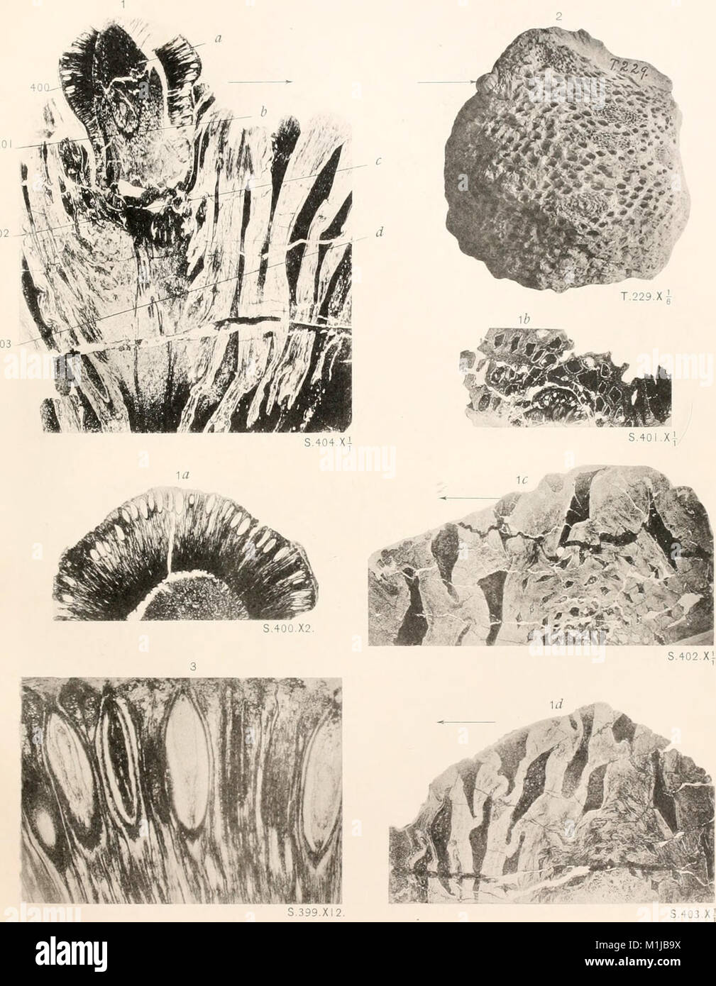 American fossil cycads (1906) (18143878992 Stock Photo - Alamy