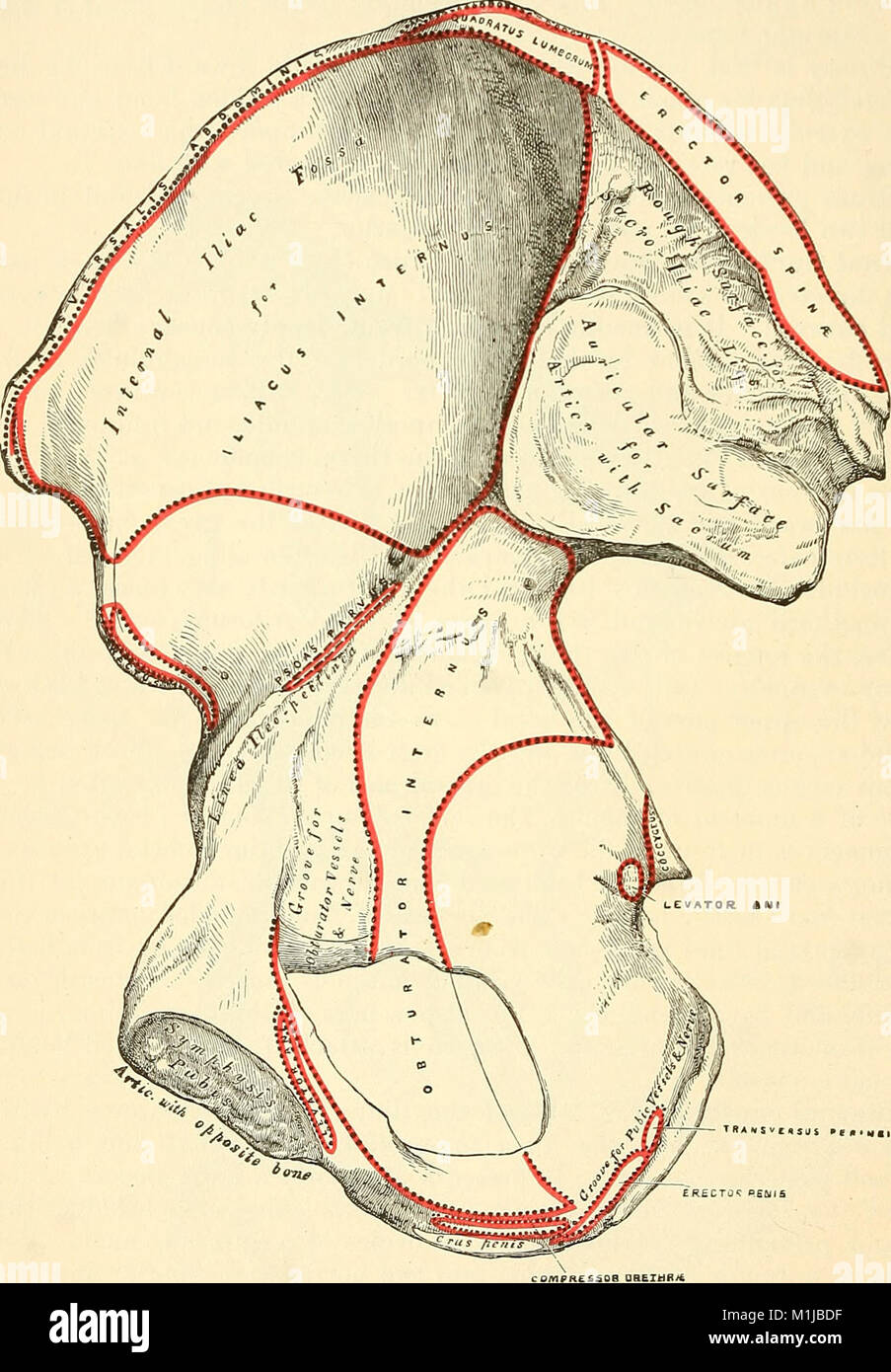 'Anatomy, Descriptive and Surgical' (1887) is a detailed guide to human ...