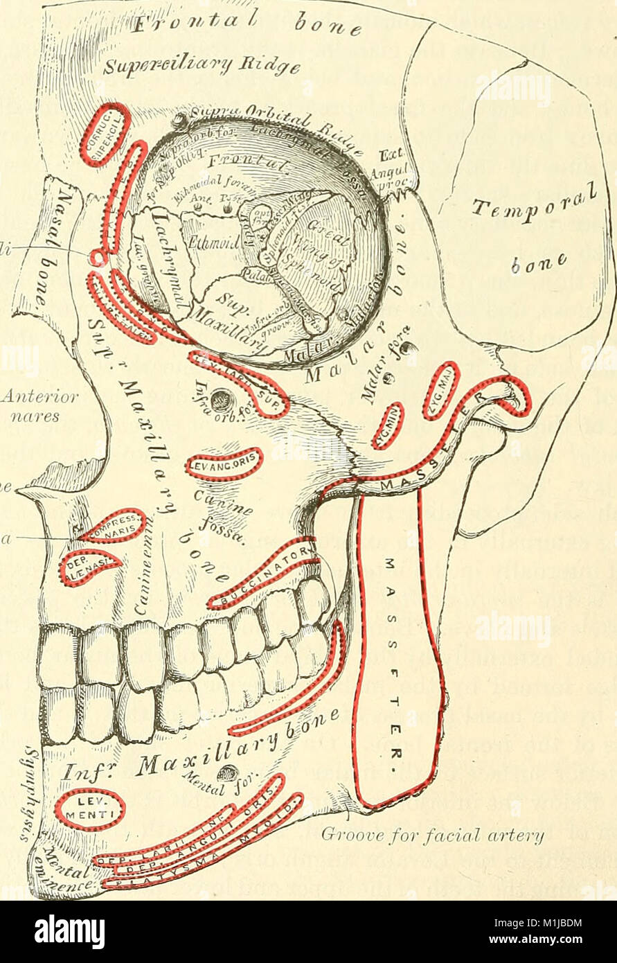 Anatomy, descriptive and surgical (1897) (14764789665 Stock Photo - Alamy