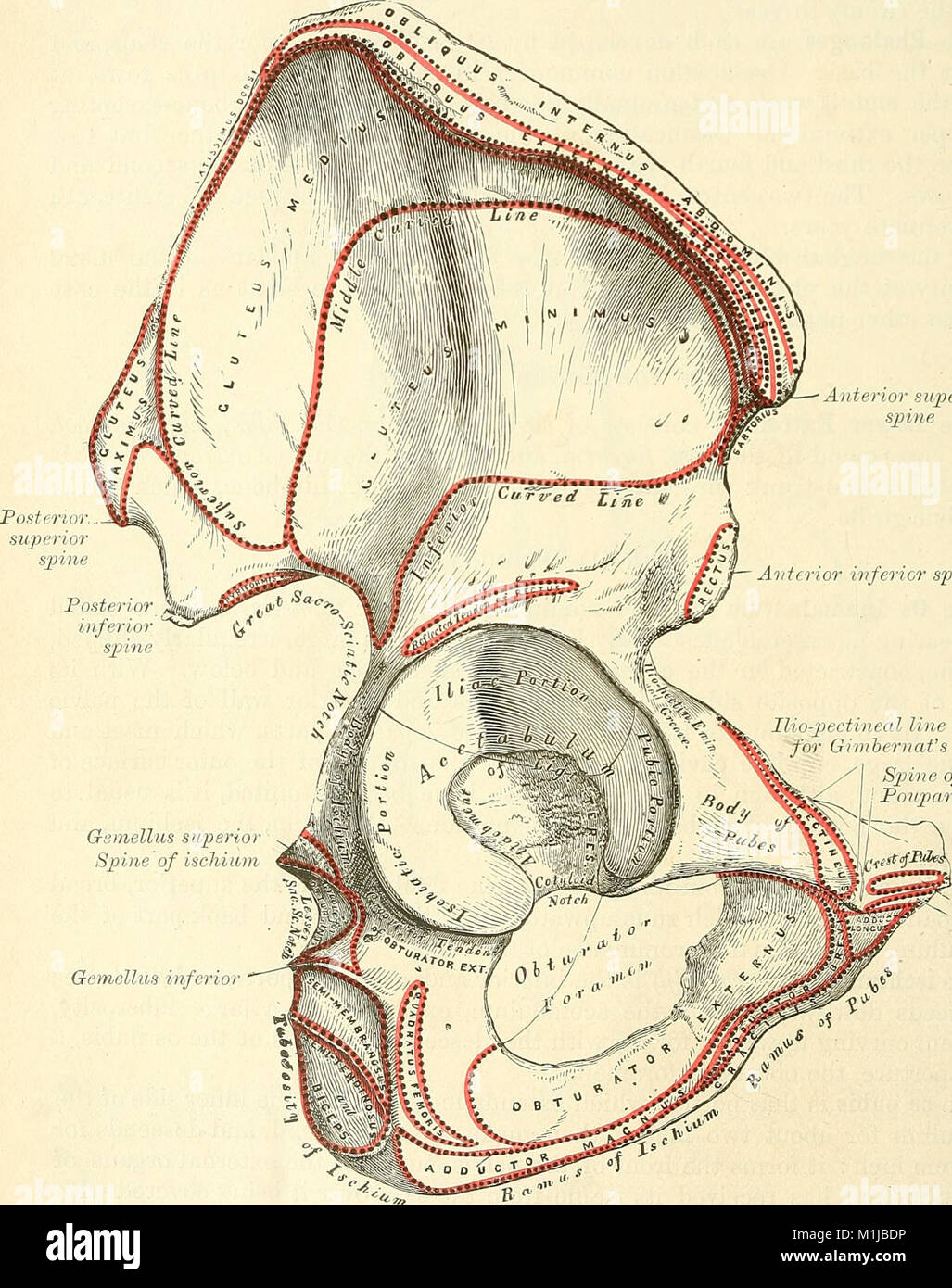 Anatomy, descriptive and surgical (1897) (14578131630 Stock Photo - Alamy