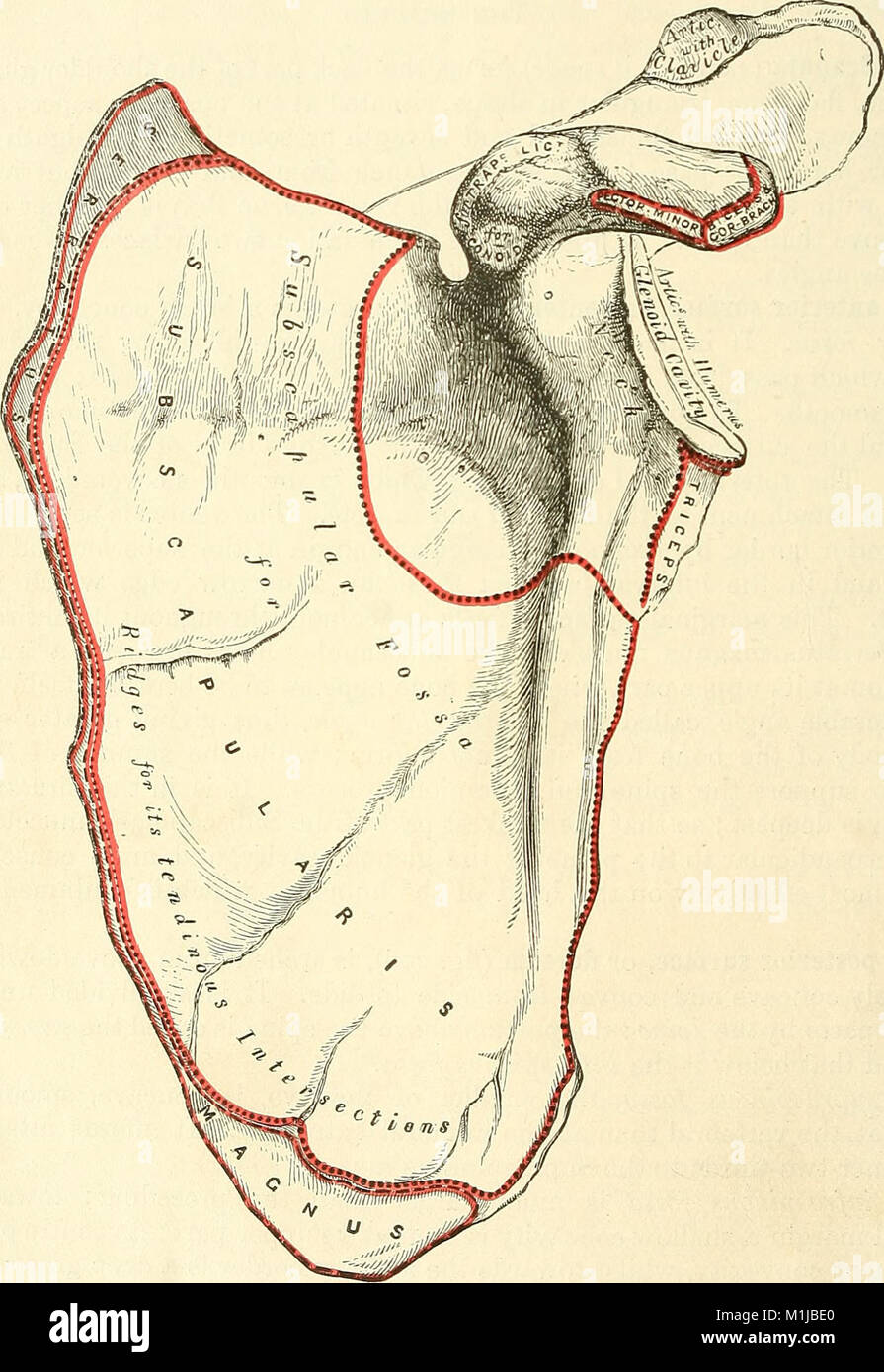 Anatomy, descriptive and surgical (1897) (14741802356 Stock Photo - Alamy