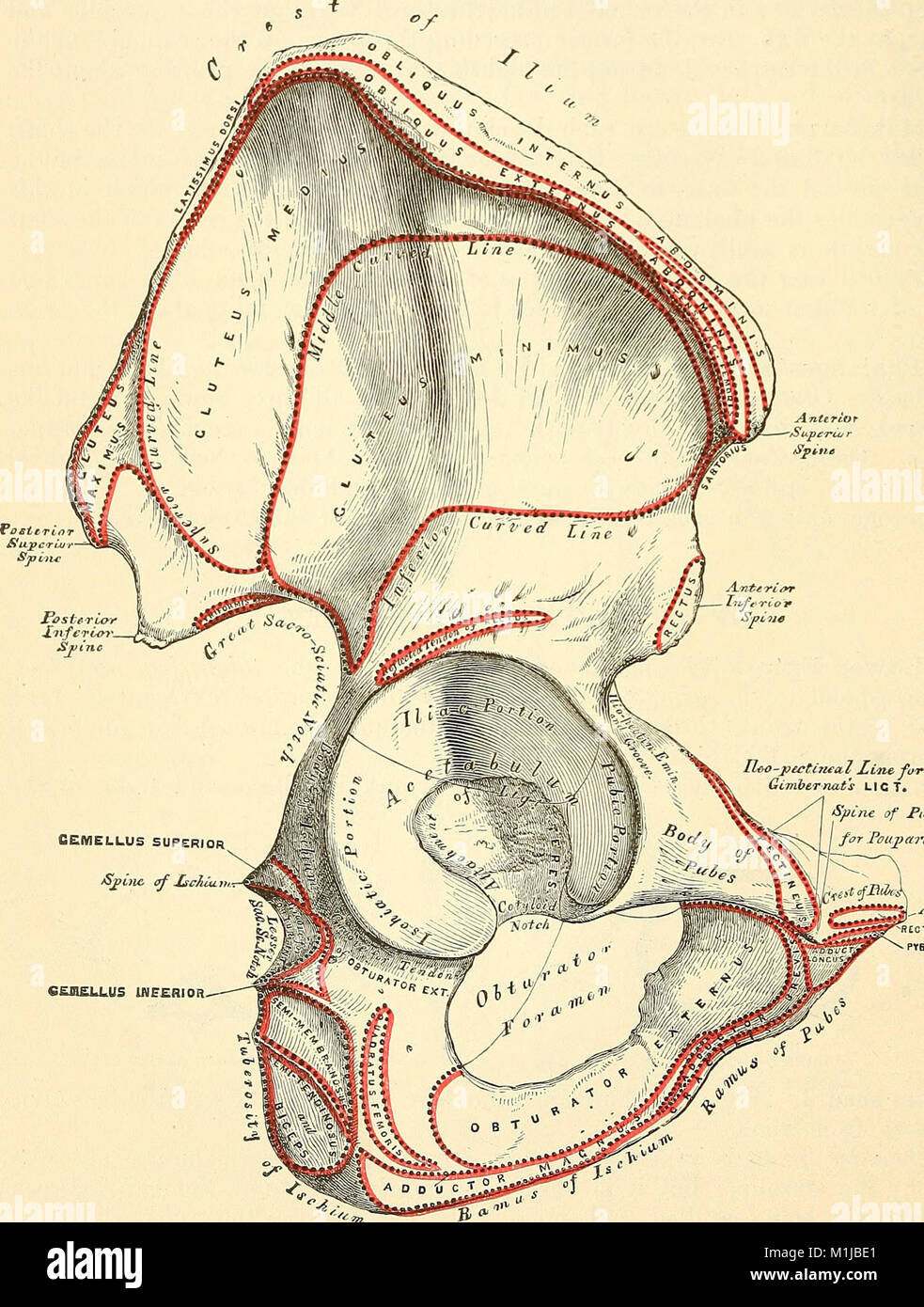 'Anatomy, Descriptive and Surgical' (1887) is a detailed guide to human ...