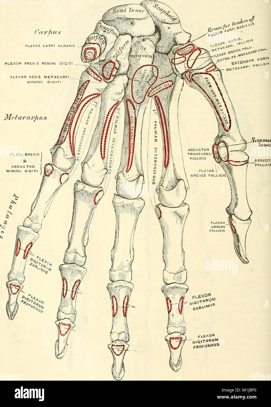 'Anatomy, Descriptive and Surgical' (1897) provides detailed ...