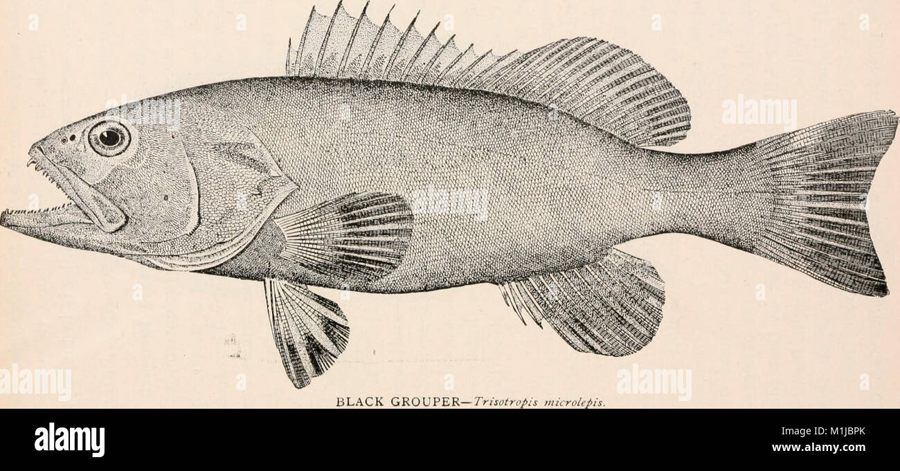 A guide to the habits, habitats, and fishing techniques for American ...