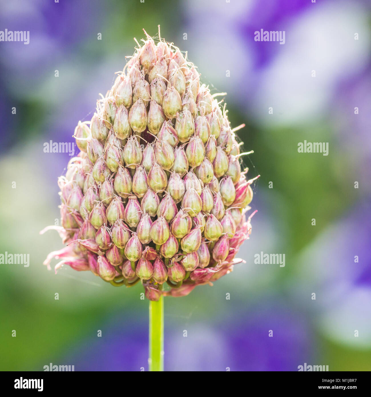 Allium going to seed hi-res stock photography and images - Alamy