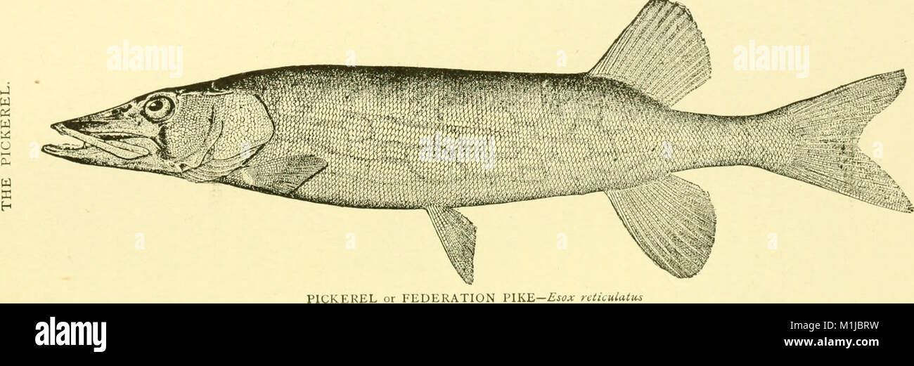 This 1892 book covers American game fishes, providing details on their ...