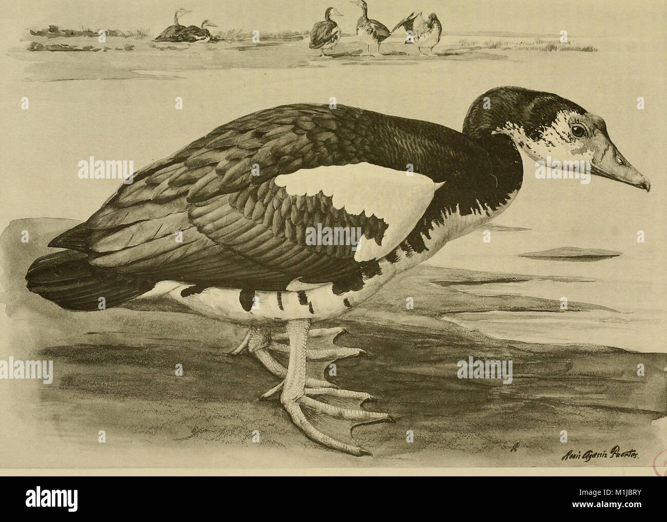 A natural history of the ducks (1922) (14578242130 Stock Photo - Alamy