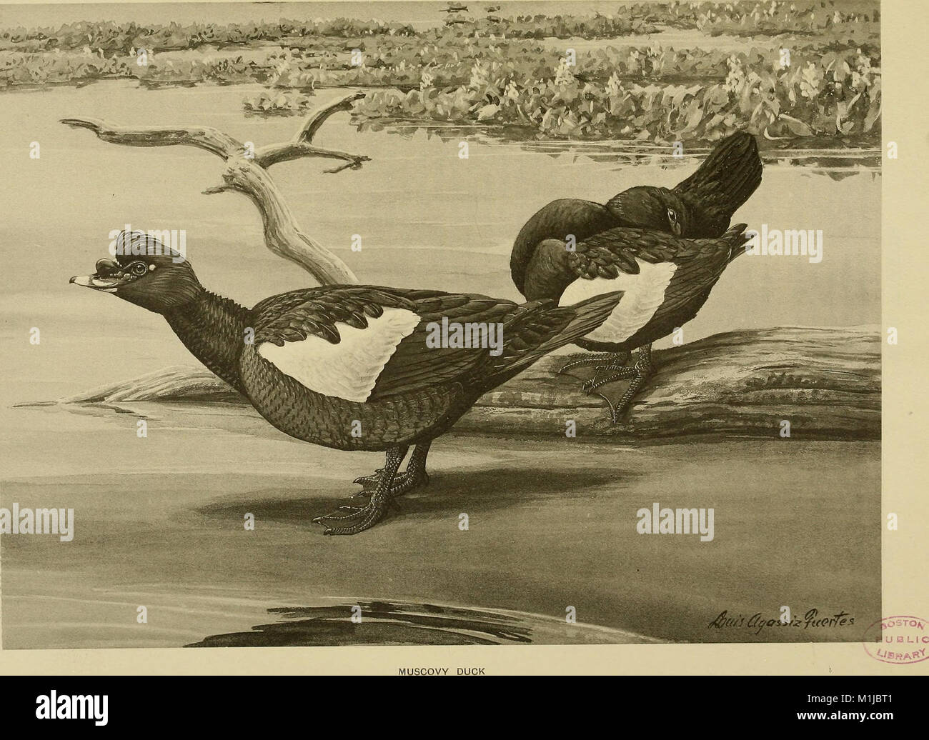 'A Natural History of the Ducks' (1922) explores the biology, behavior ...