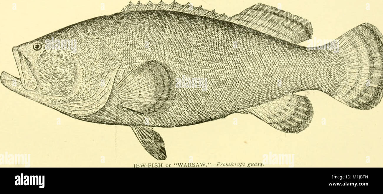 *American Game Fishes* (1892) provides detailed descriptions of various ...