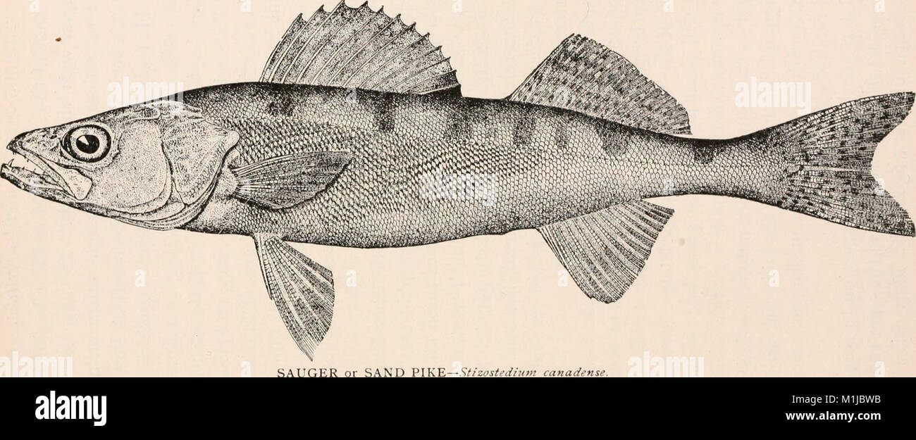 This 1892 guide details the habits, habitats, and distinctive ...