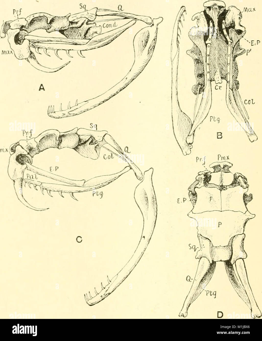 *Amphibia and Reptiles* (1901) provides a comprehensive study of ...