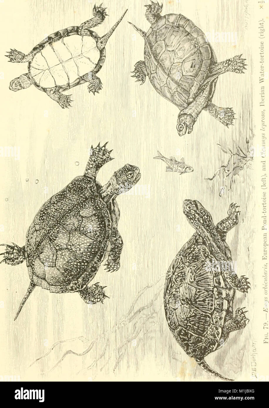 'Amphibia and Reptiles' (1901) is a scientific study focusing on ...