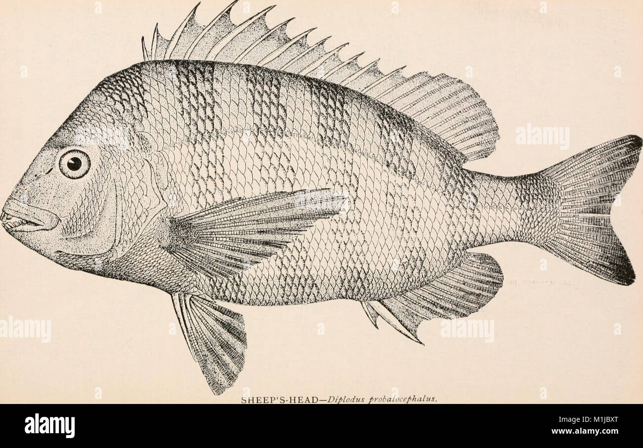 American game fishes - their habits, habitat, and peculiarities, how ...