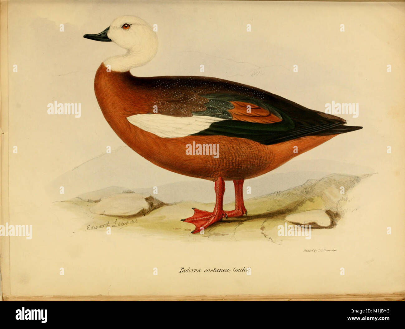 This 1838 monograph focuses on the Anatidae family, commonly known as ...