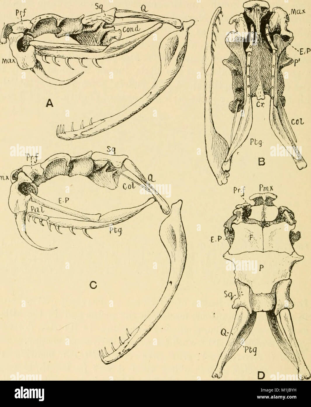 This 1901 work provides detailed studies of amphibians and reptiles ...