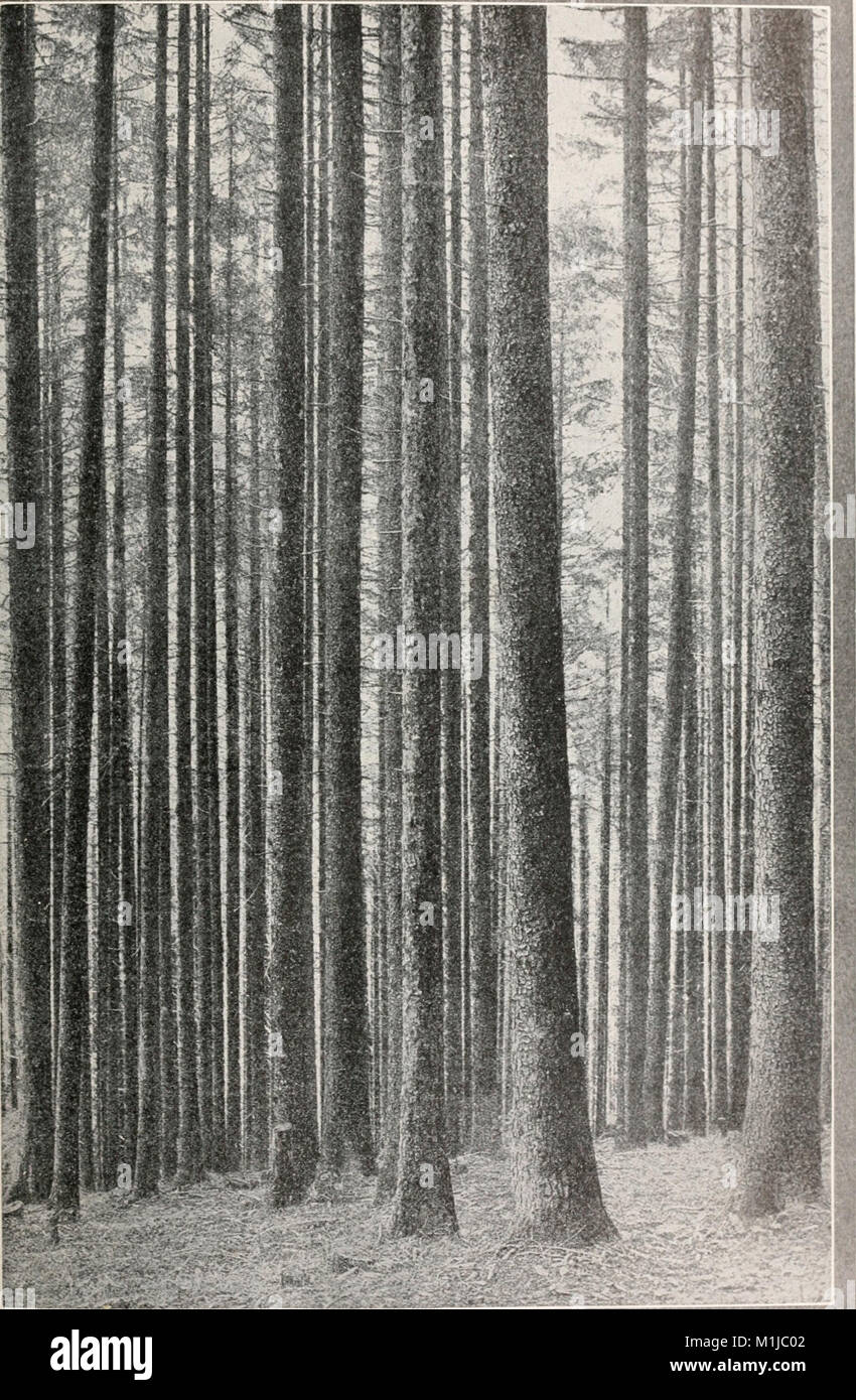 This work explores the history and condition of forests in the United ...