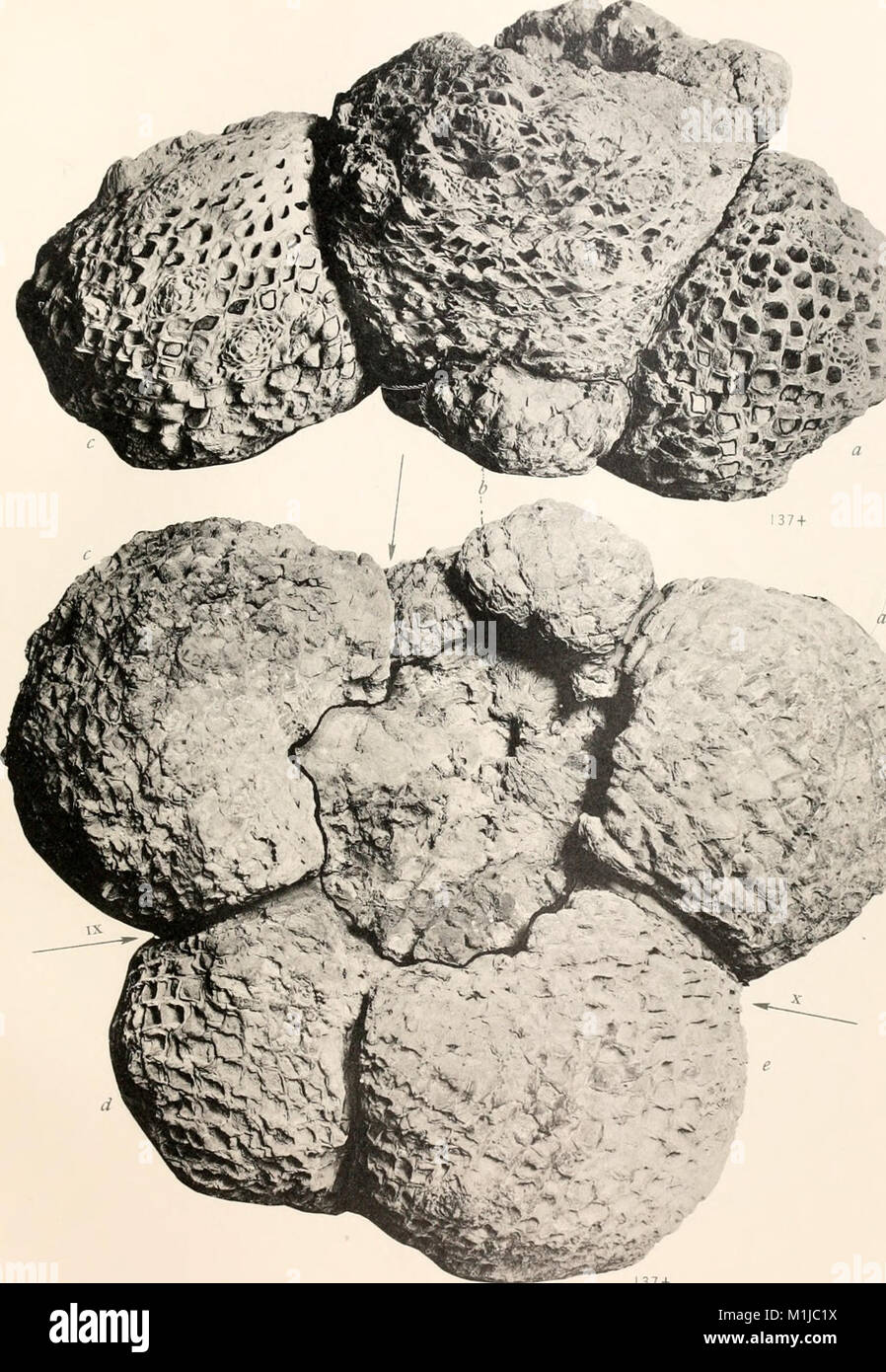 American fossil cycads (1906) (17959545520 Stock Photo - Alamy