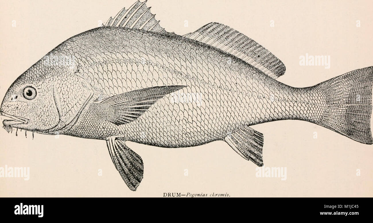 American game fishes - their habits, habitat, and peculiarities, how ...