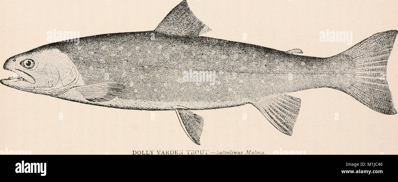 American game fishes - their habits, habitat, and peculiarities, how ...