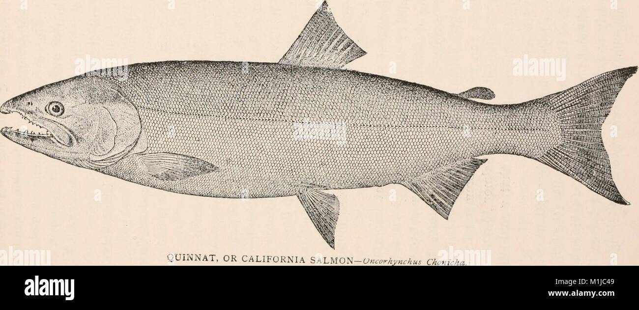 American game fishes - their habits, habitat, and peculiarities, how ...