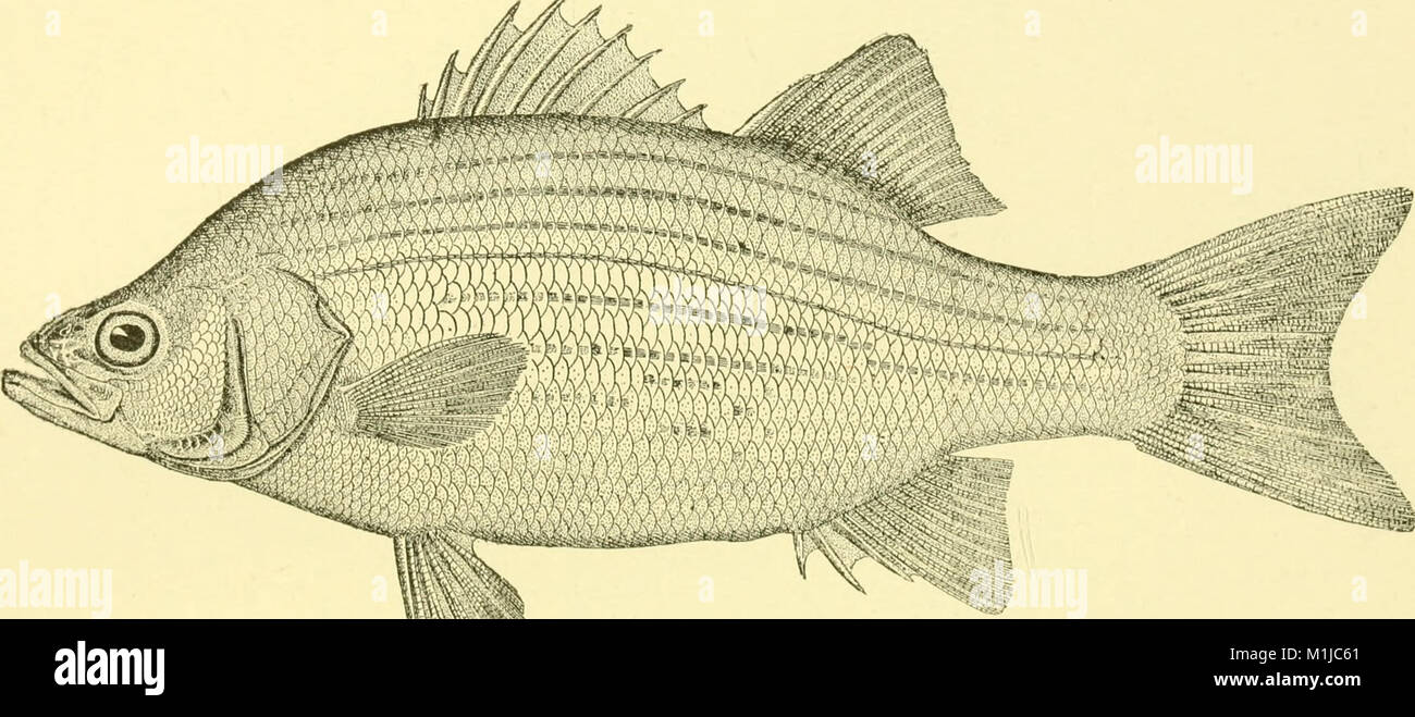 American game fishes; their habits, habitat, and peculiarities; how ...