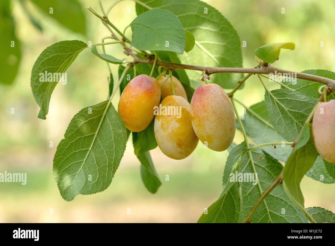 Plum (Prunus domestica Apri Mira), Pflaume (Prunus domestica Aprimira ...