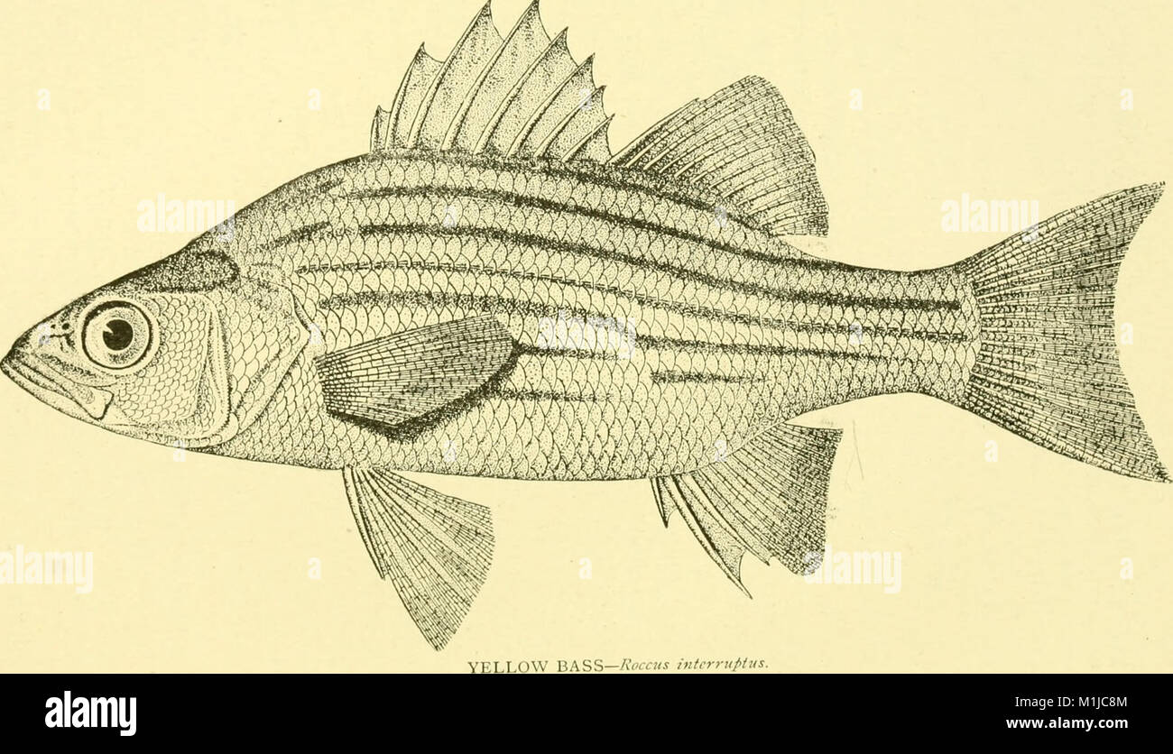 American game fishes; their habits, habitat, and peculiarities; how ...