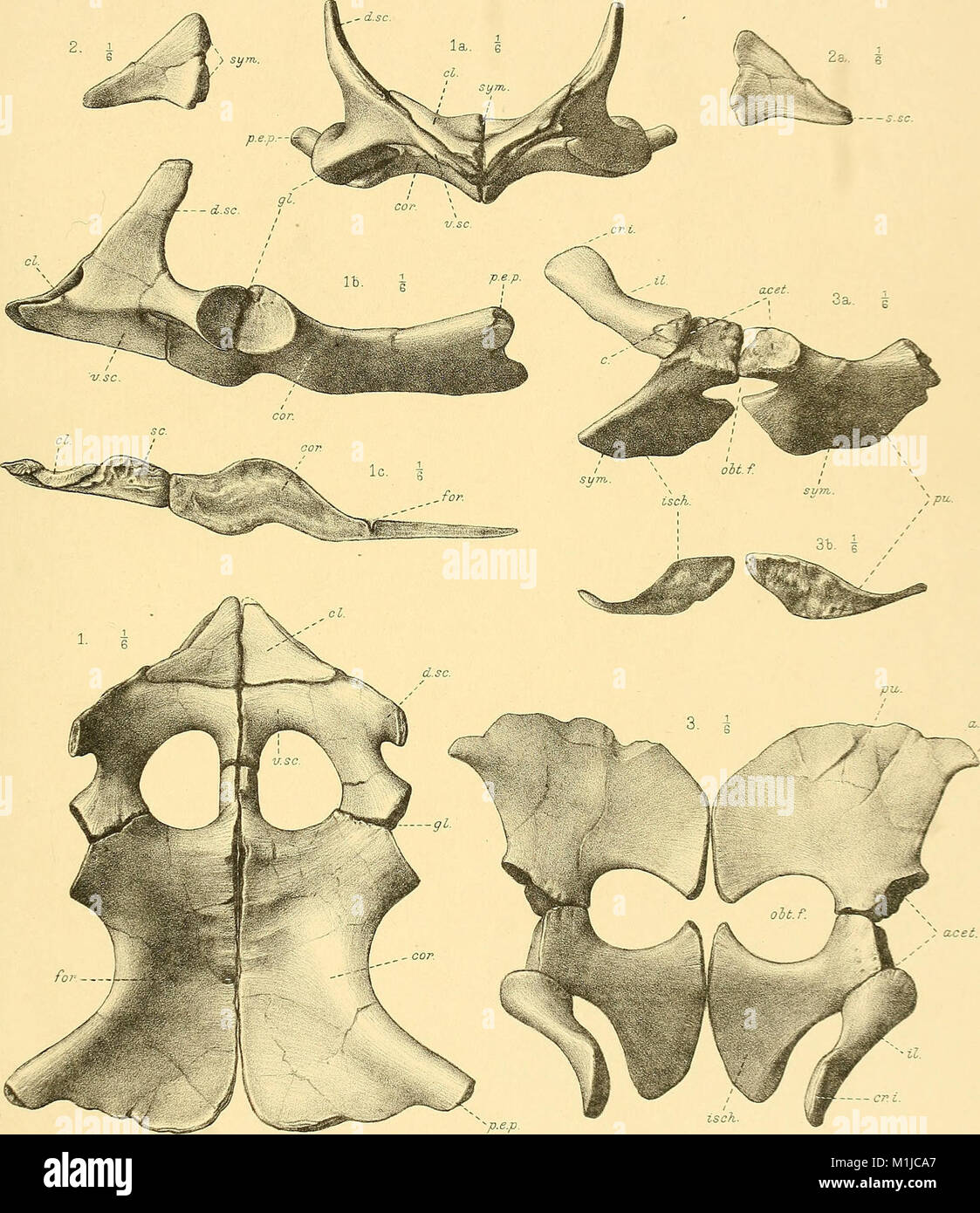 This 1910 catalogue provides detailed descriptions of marine reptiles ...